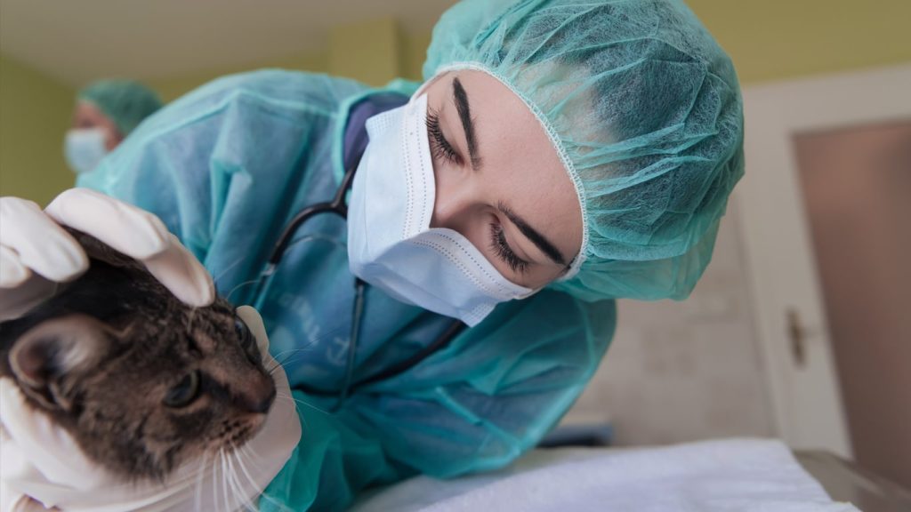 What do you learn in a Veterinary Science degree? - Study Vet