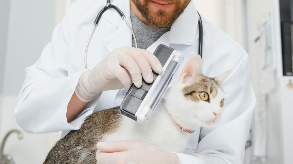 The Role of Technology in Modern Veterinary Medicine - Study Vet
